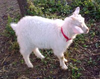 Angorská koza :: Moher