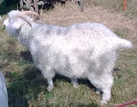 Angorská koza :: Moher